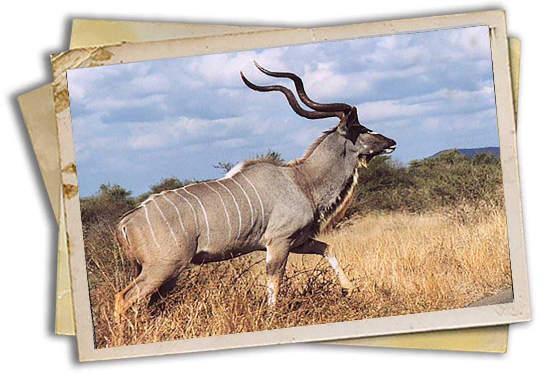 Kudu - Antler Chandeliers and Furniture by Crystal Farm