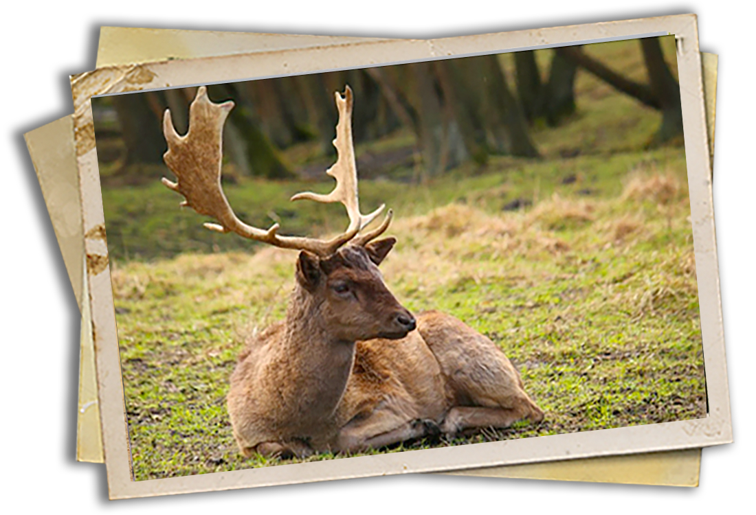 Fallow - Antler Chandeliers and Furniture by Crystal Farm